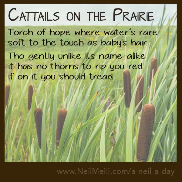 Cattails on the Prairie – Neil Meili