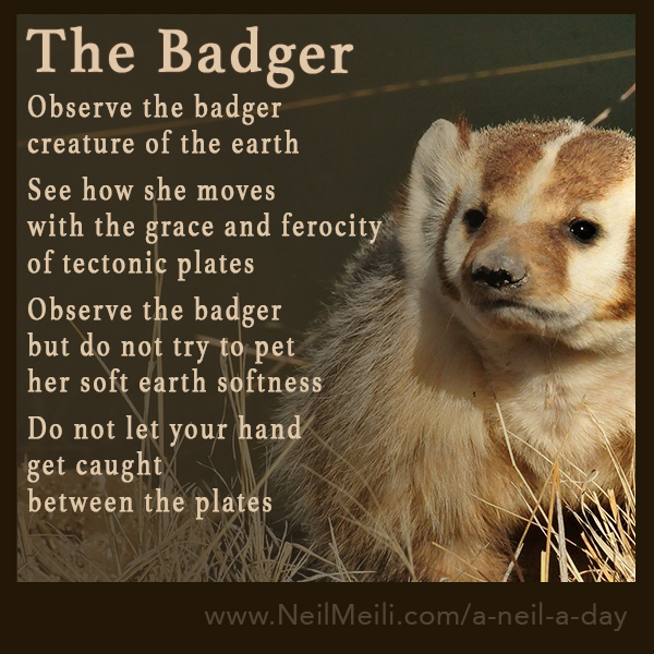 The Badger – Neil Meili