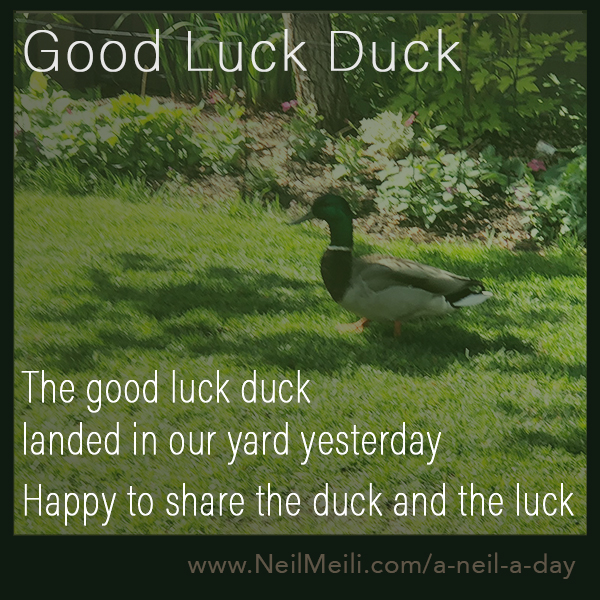 Good Luck Duck – Neil Meili