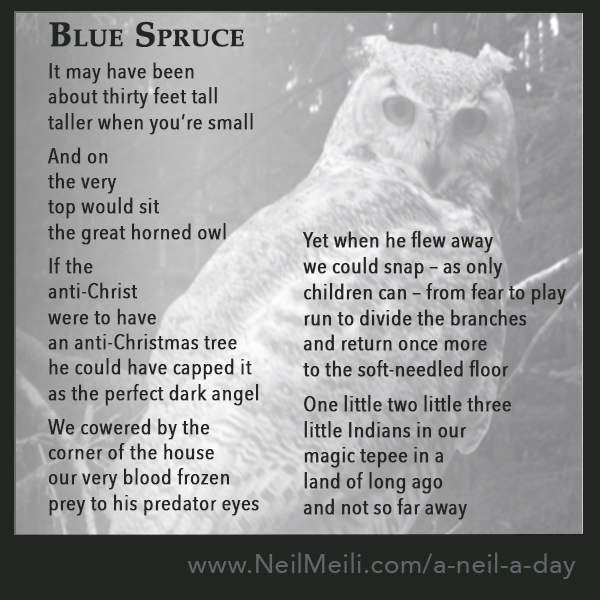 Blue Spruce – Neil Meili