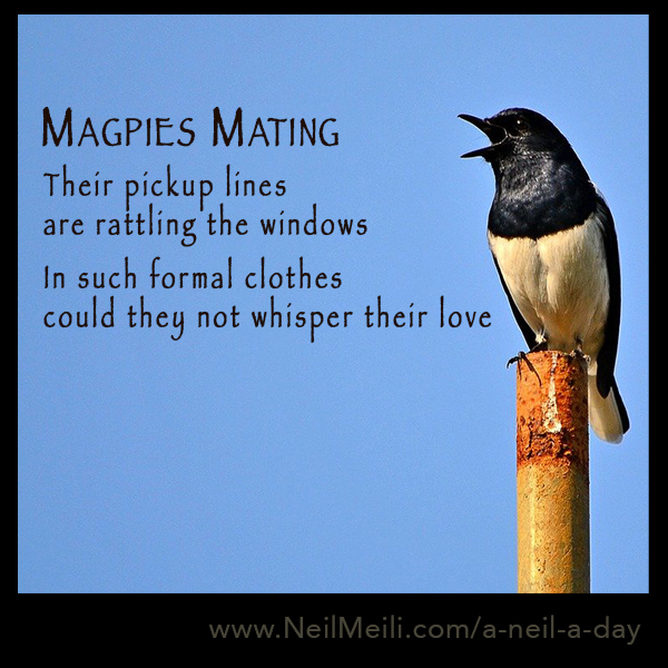 Magpies Mating – Neil Meili