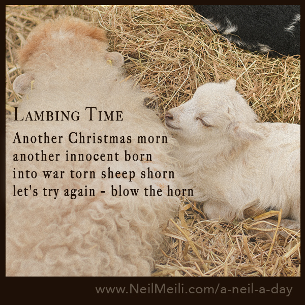 Lambing Time – Neil Meili