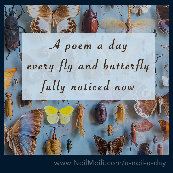 A Poem A Day – Neil Meili