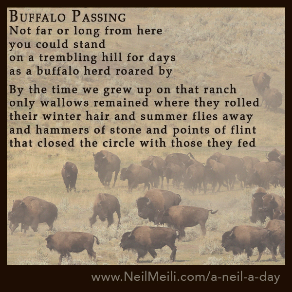 Buffalo Passing – Neil Meili